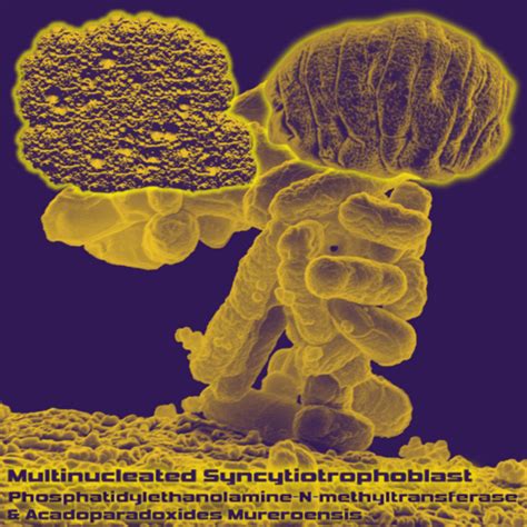 Multinucleated Syncytiotrophoblast Phosphatidylethanolamine N Methyltransferase