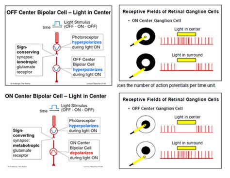 Visual System Flashcards Quizlet Visual System Flashcards Quizlet