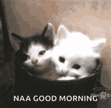 Good Morning Cat S Tenor
