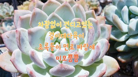 초록둥이 걸이대🪴 다육이 먼로🌸파랑새 🌸미모뿜뿜🌸💕 Youtube