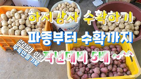 하지감자 수확관리기두둑 만들기 도움으로 5배정도 ~ Youtube