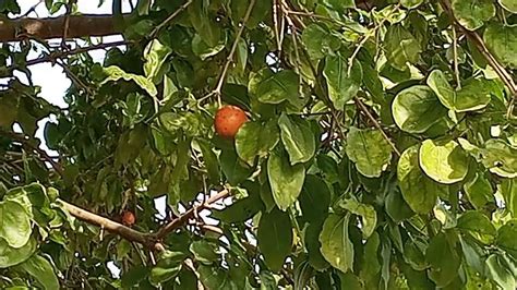 কুঁচলে ফলের গাছ যা বিরল দেখায় যায় না Tree Youtube