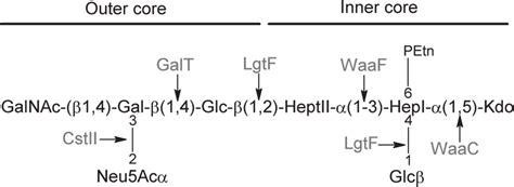 Regulation Of The Extension Of Inner And Outer Lipooligosaccharides Of Download Scientific