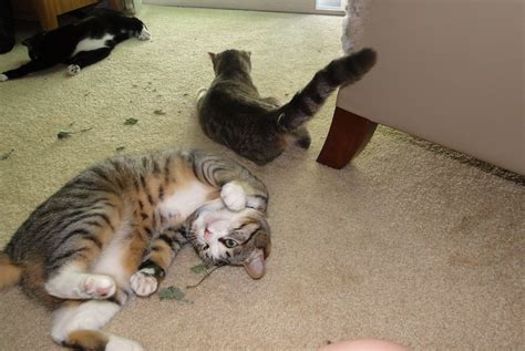 What Does Catnip Do To Cats Cats Catnip Hilarious ILovePets Com