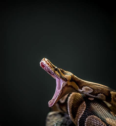 Researchers Find Bug In Python Script May Have Affected Hundreds Of