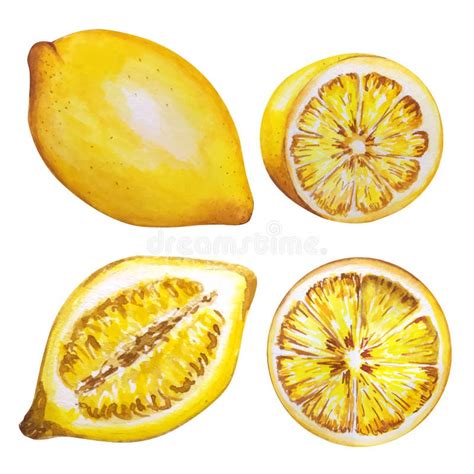 Lemon Watercolor Illustration Vector Lemons Watercolor Style Lemons Isolated Citrus