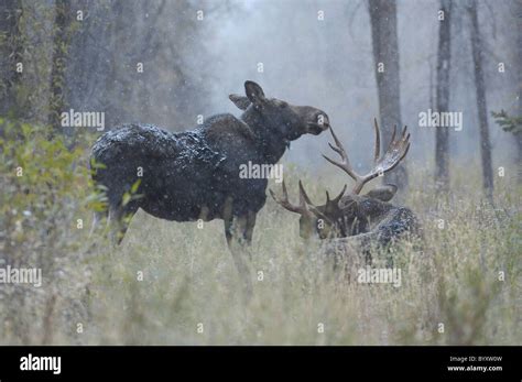 Female Moose Approaches A Bull Moose During The Mating Season In Grand