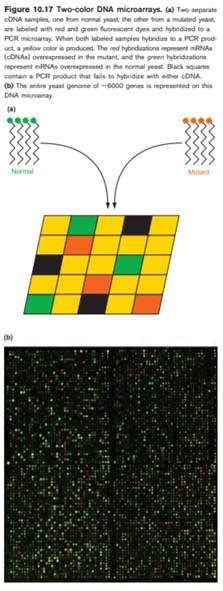 Solved Consider A Microarray Experiment Similar To The One Shown In