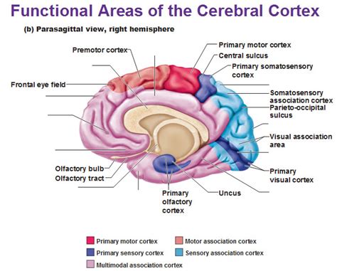 Functional Areas Of The Cerebral Cortex