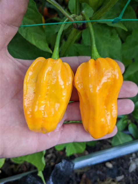 Yellow Habanero Pepper Seeds Etsy