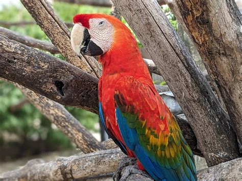 Free Picture Beak Colorful Eye Head Macaw Parrot Feather
