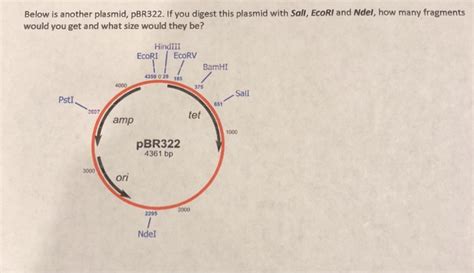 Solved Below Is Another Plasmid Pbr322 If You Digest This