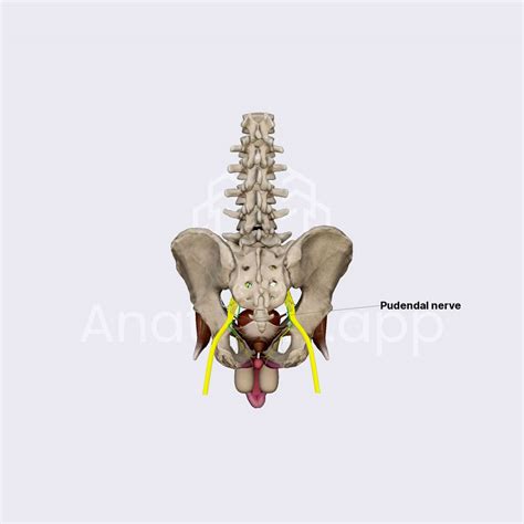 Pudendal Nerve