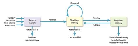 5a Atkinson Shiffrin Multistore Model Of Memory Flashcards Quizlet