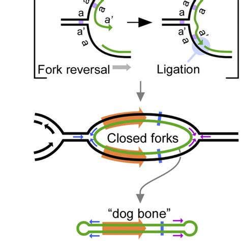 Key Steps In The Origin Dependent Inverted Repeat Amplification Model