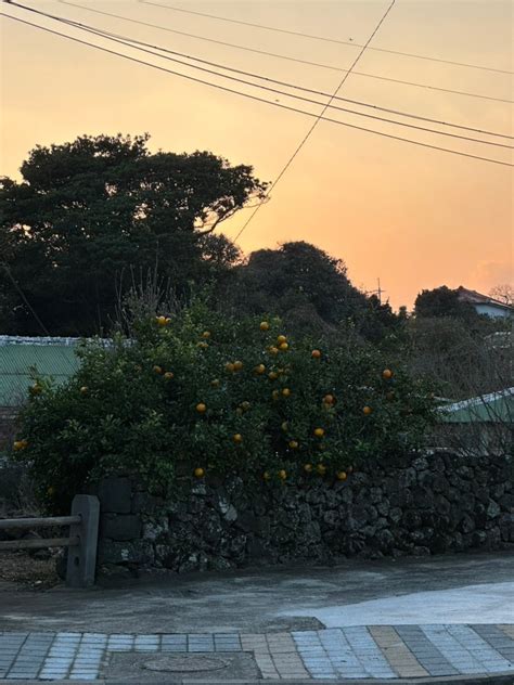 제주도 여행 1일차세화 소품샵 종달리 서점 투어 네이버 블로그