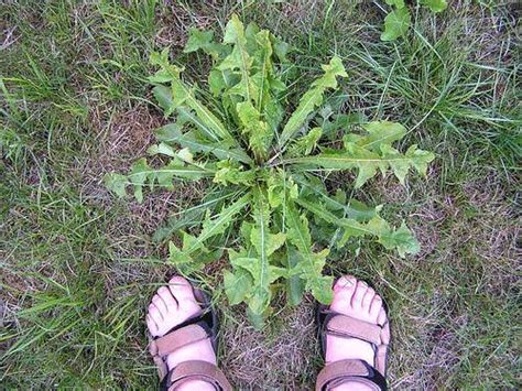 Weeds How To Remove Them Or Even Better Prevent Them Beyond Behnkes