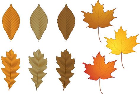 Best Dead Leaf Illustrations Royalty Free Vector Graphics And Clip Art