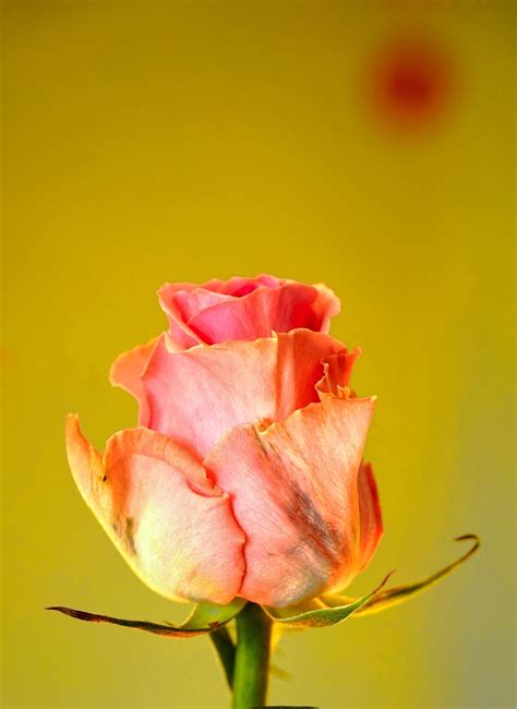 장미 분홍 꽃 발렌타인 Pixabay의 무료 사진 Pixabay