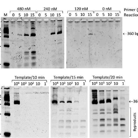 RPA Assay Optimization A RPA Reactions With Incubation Times Ranging Download Scientific