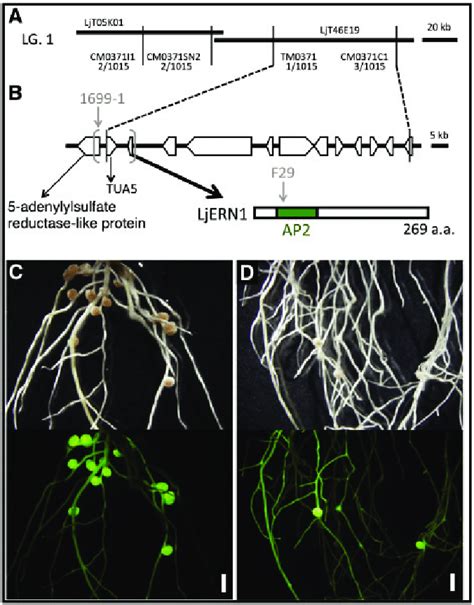 Positional Cloning Of F29 And 1699 1 A Gentic Linkage Map Of The F29