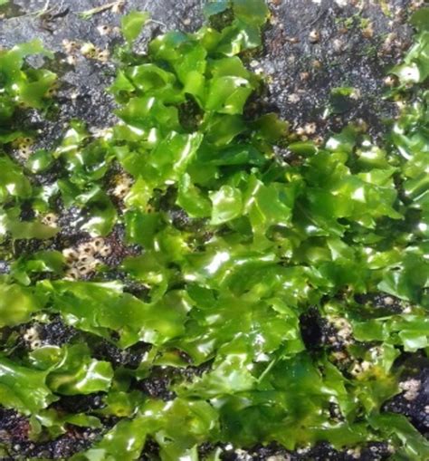 Ulva Fasciata Botanical Realm