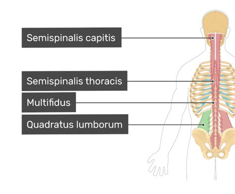 Quadratus Lumborum Muscle Getbodysmart