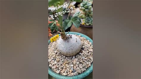 신기하네요금산호다육판매 다육친구 Youtube