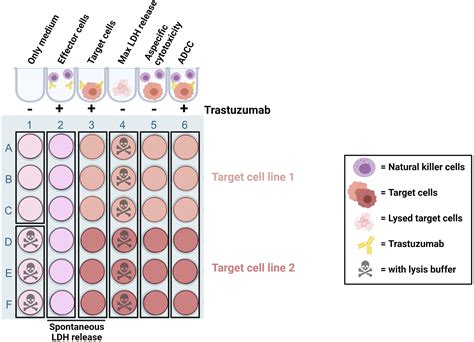 Cell Press Star Protocols
