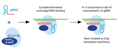 Crispr 101 Rna Editing With Cas13