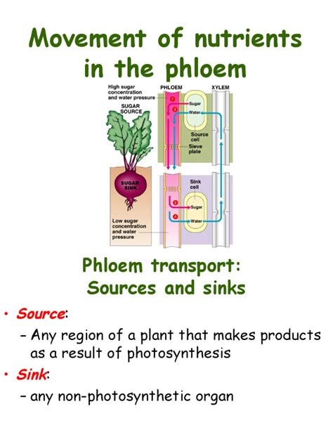 Translocation In The Phloem And Storage Organs Pdf Plants Biology