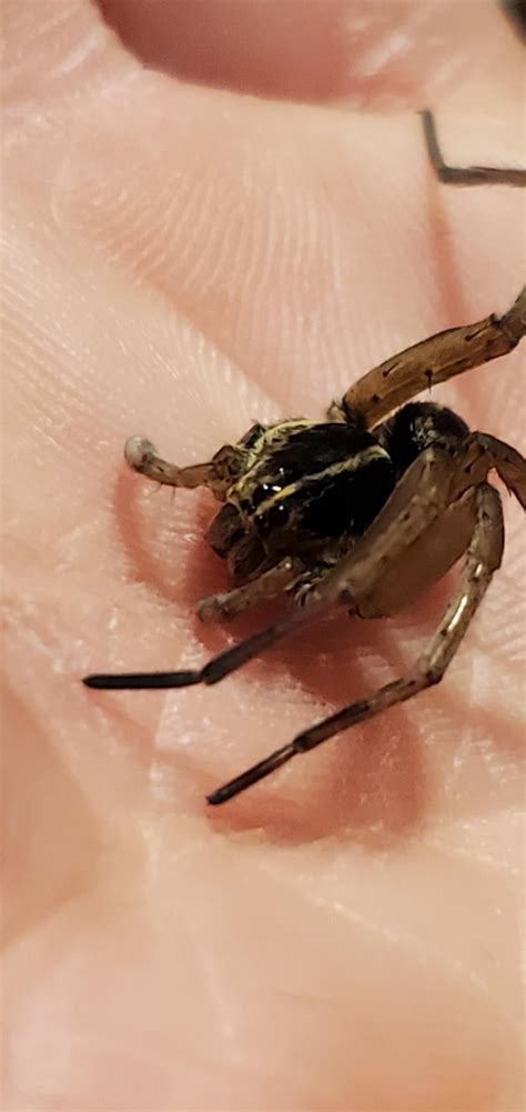 stumpy pt2 r spiderbro