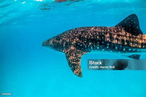 Underwater Shot Of A Whale Shark Swimming In Clear Turquoise Water