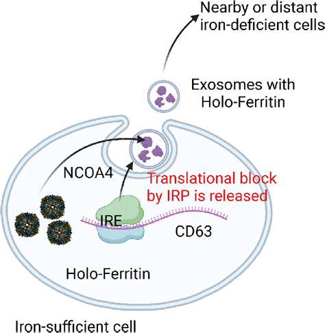 Role Of Exosome In The Iron Metabolism Iron Sufficient Cells Can Share