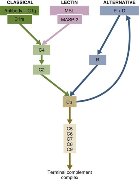 Innate Immunity The Complement System Veterian Key