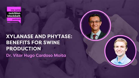 Xylanase And Phytase Benefits For Swine Production By Dr Vitor Hugo Cardoso Moita