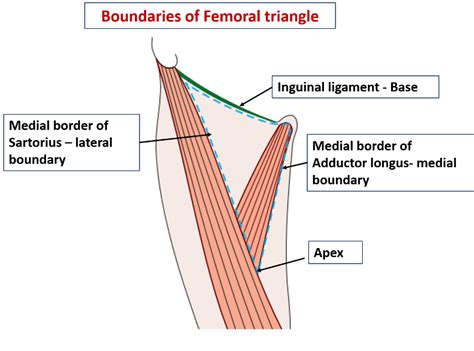 Femoral Triangle Anatomy Qa
