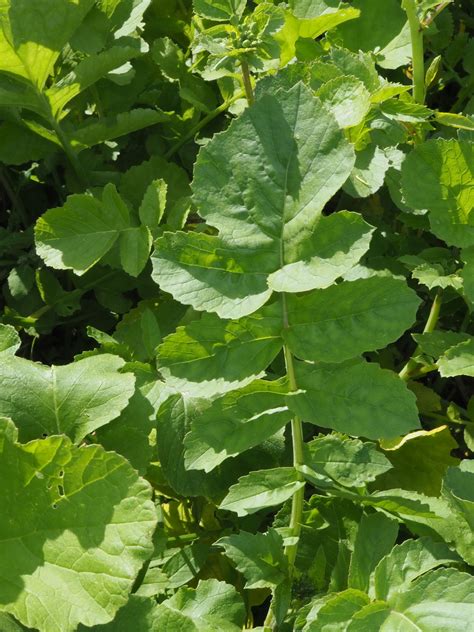 Raphanus Raphanistrum Subsp Sativus L Schmalh Plants Of The