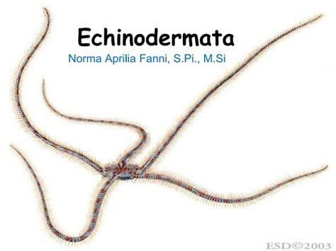 04 Echinodermata Pptx