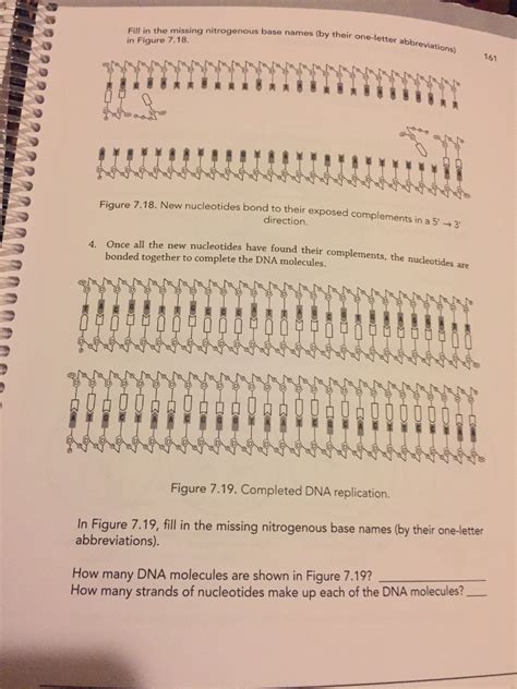 Solved Figure Shows A DNA Molecule That Is To Be Chegg