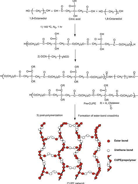 Figure 1 From Development Of Biodegradable Crosslinked Urethane Doped