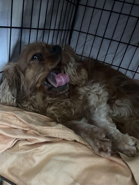 Ruby Lou 🥰 R Eyebleach