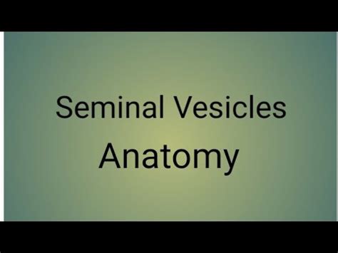 Seminal Vesicles Anatomy Male External Genital Organ Anatomy Of Seminal Vesicle YouTube