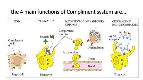 The Compliment System Pptx