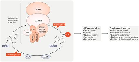 Gene Expression News Articles Stories And Trends For Today