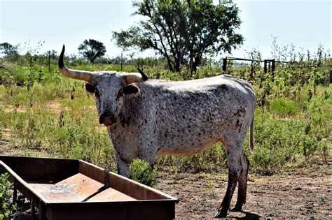 B4 Unbreakable Kitty