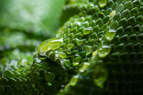 Skin Of A Green Python In Water Droplets Stock Image Image Of Tropic
