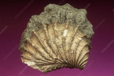 Fossil Clam Stock Image C002 2517 Science Photo Library