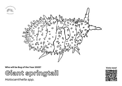 Giant Springtail New Zealand Bug Of The Year