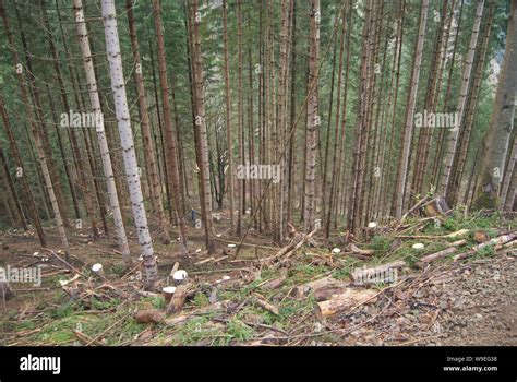 Small Logging Yarders Small Logging Yarders